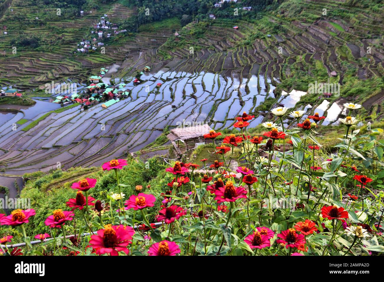 Philippines rice terraces - rice cultivation in Batad village (Banaue ...