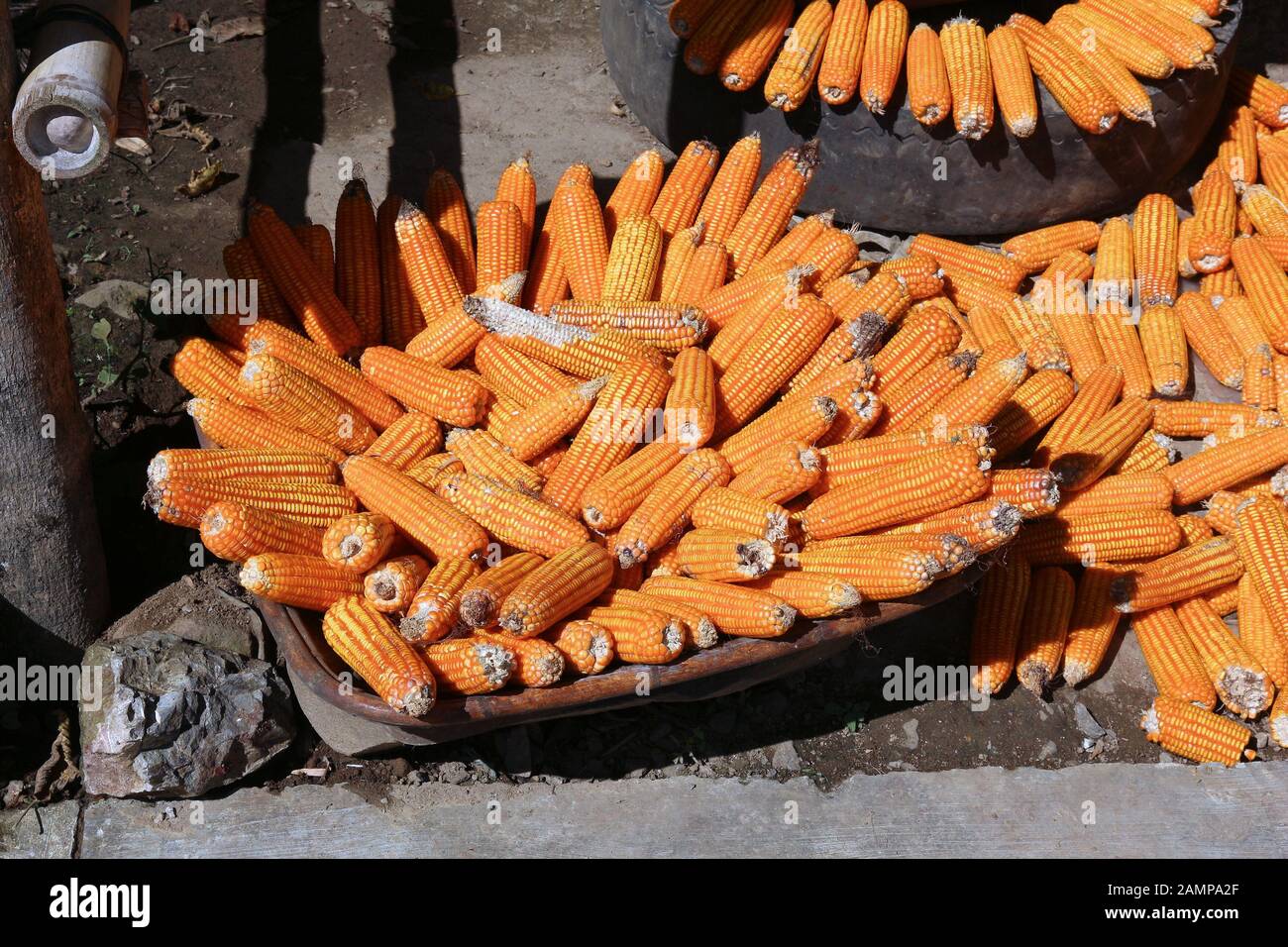 Traditional agriculture in Asia. Philippines corn cobs drying in the ...