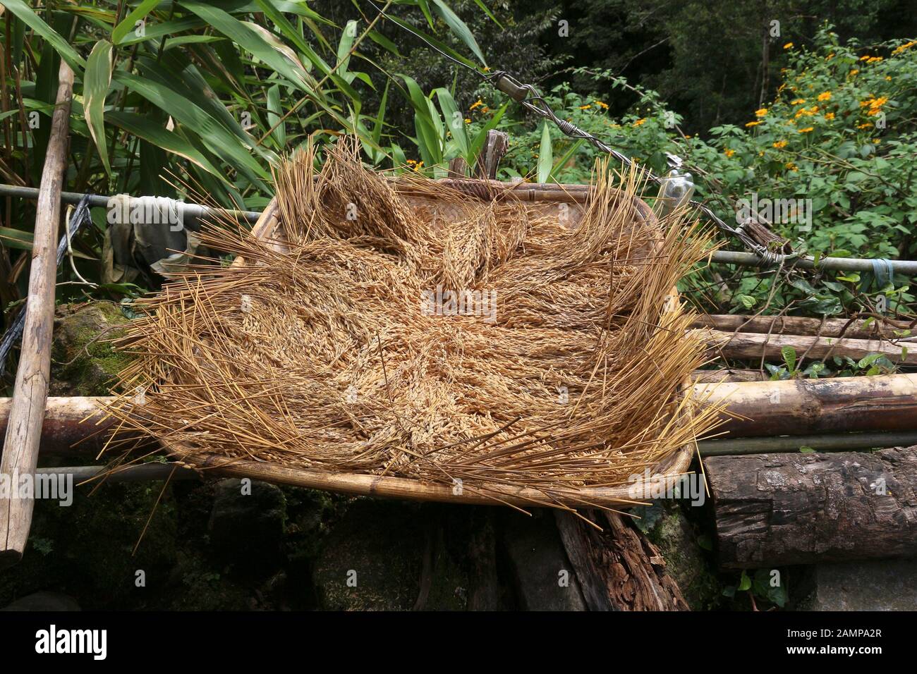 Traditional agriculture in Asia. Philippines rice drying in a basket ...