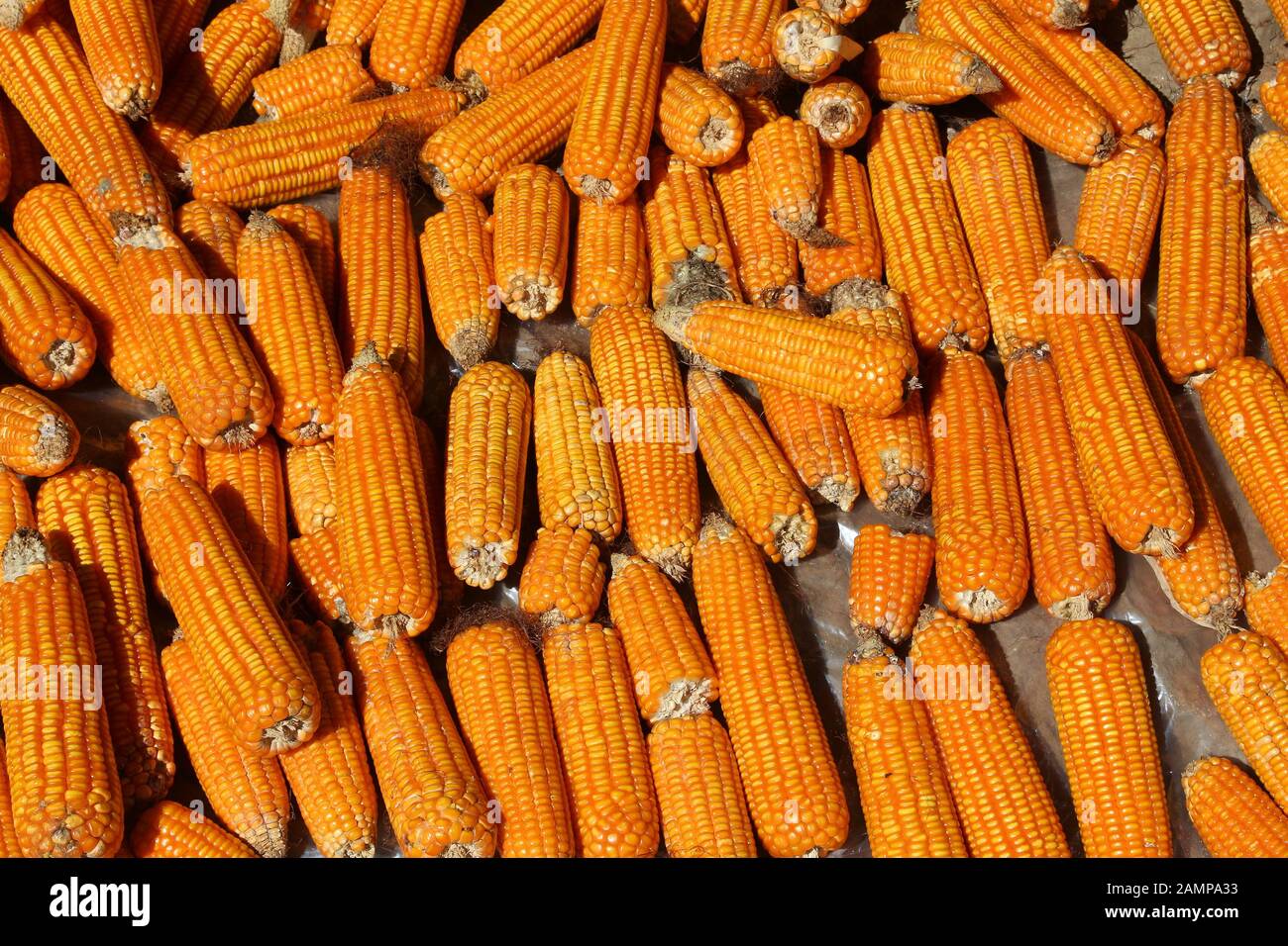 Traditional agriculture in Asia. Philippines corn cobs drying in the ...