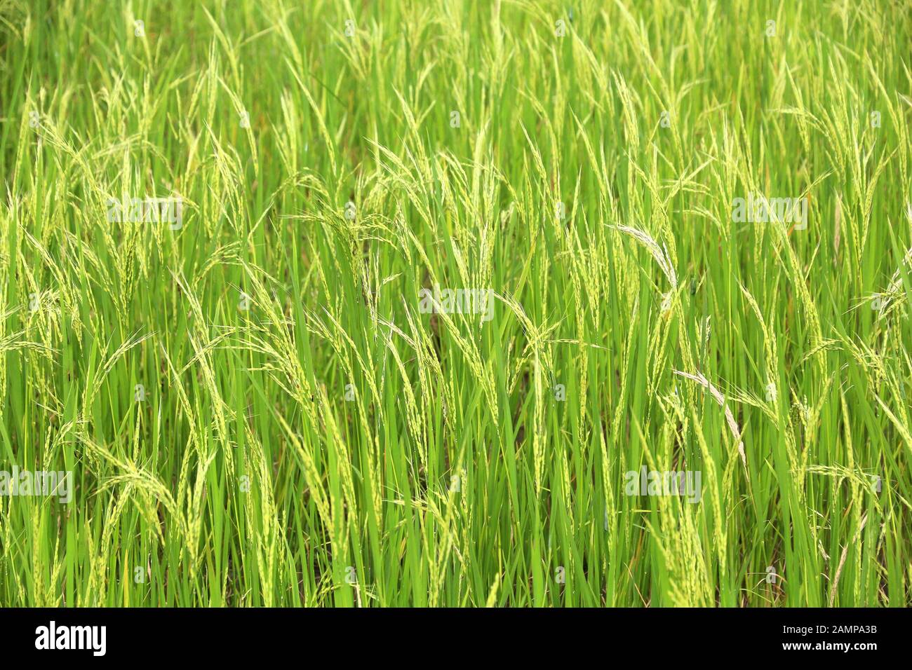 Philippines rice field in Batad village. Ears of rice Stock Photo - Alamy