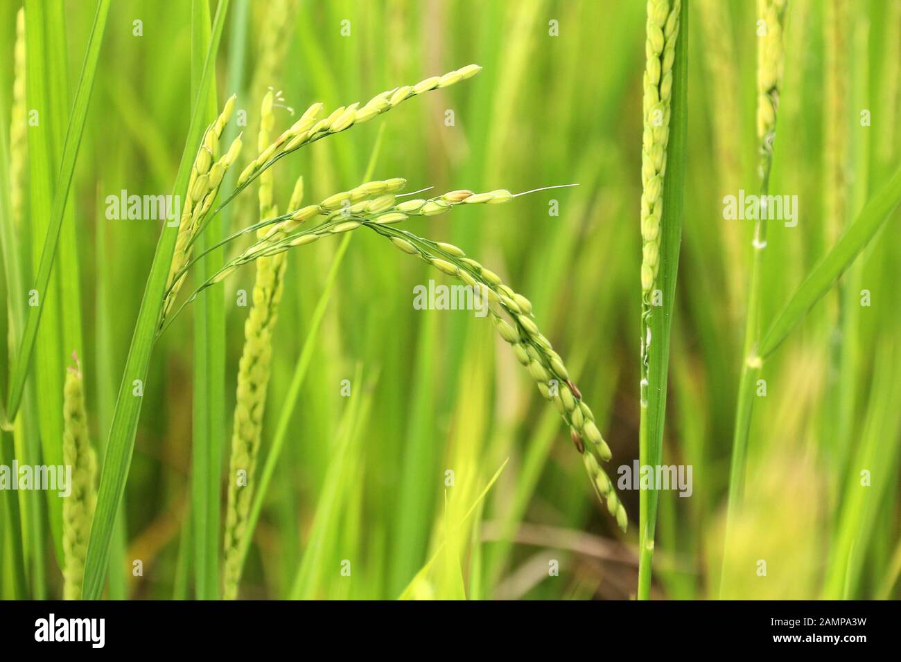 Philippines rice field in Batad village. Ear of rice - shallow focus ...
