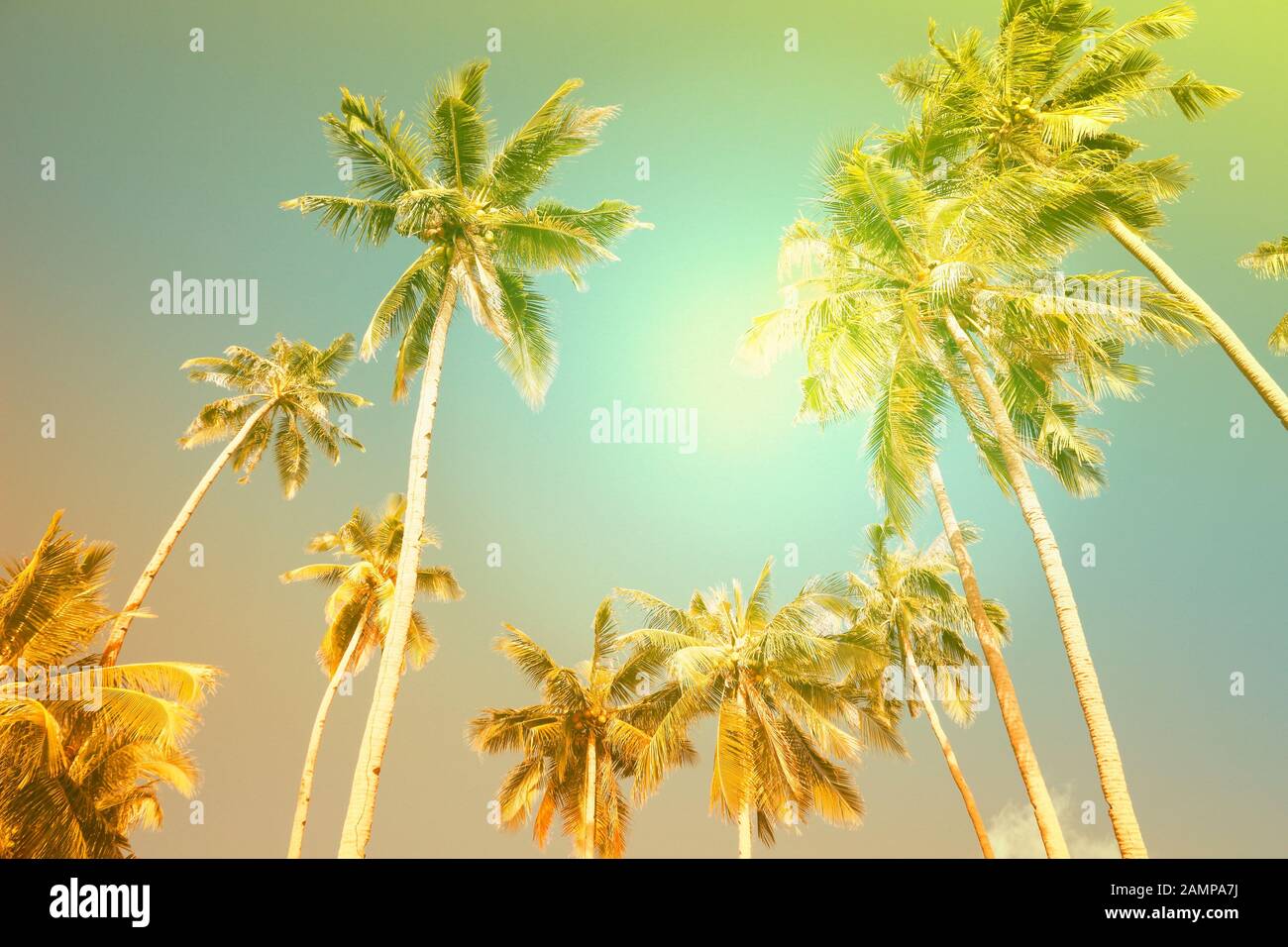 Palm trees background. Vintage style tropical texture, 90s retro filter ...