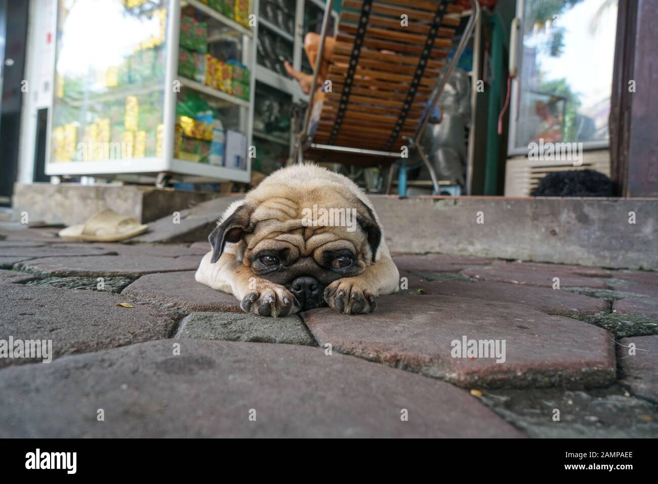 Pug lying down Stock Photo - Alamy