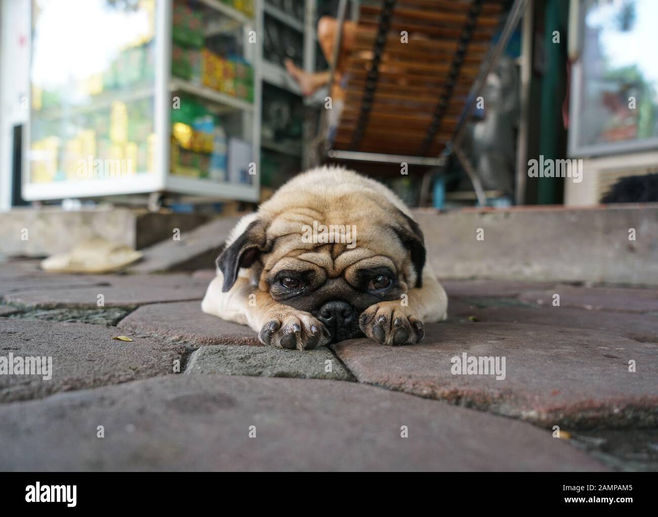 Pug lying down Stock Photo - Alamy