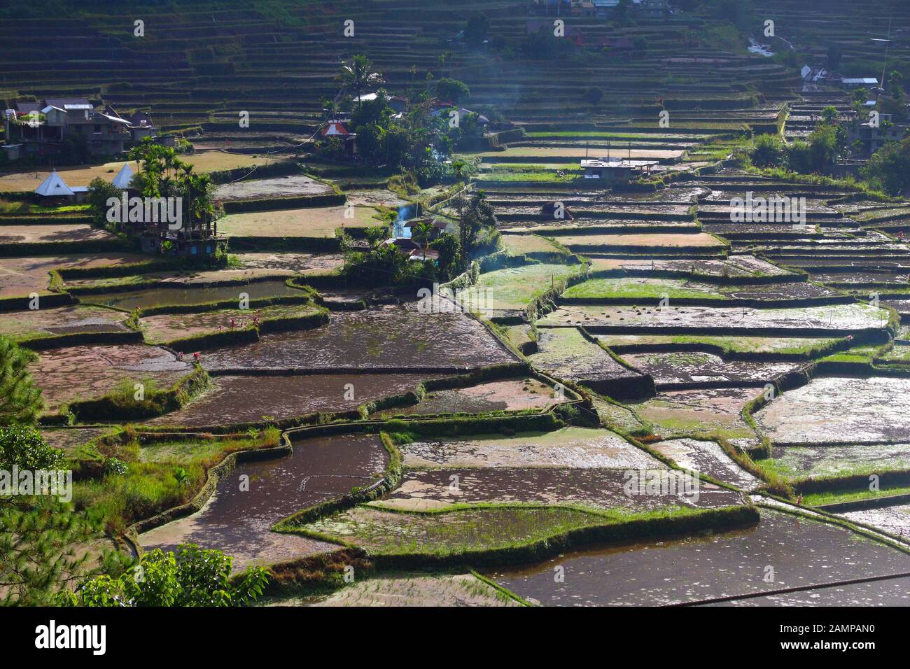 Philippines rice terrace landscape - rice cultivation in Hapao village ...