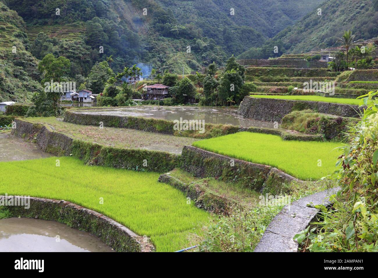 Philippines rice terrace landscape - rice cultivation in Hapao village ...