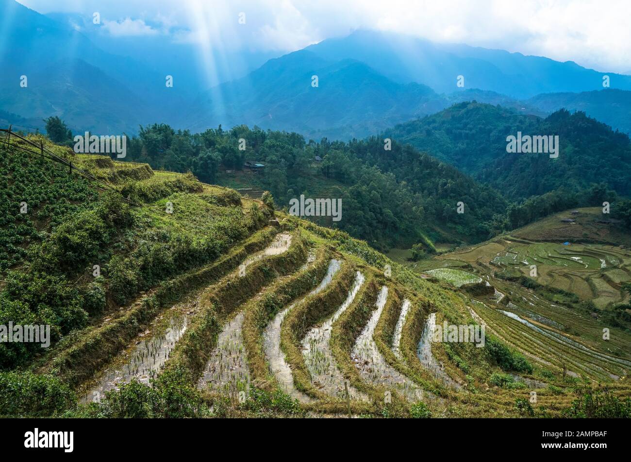 Rice terraces in Sapa, Vietnam Stock Photo - Alamy