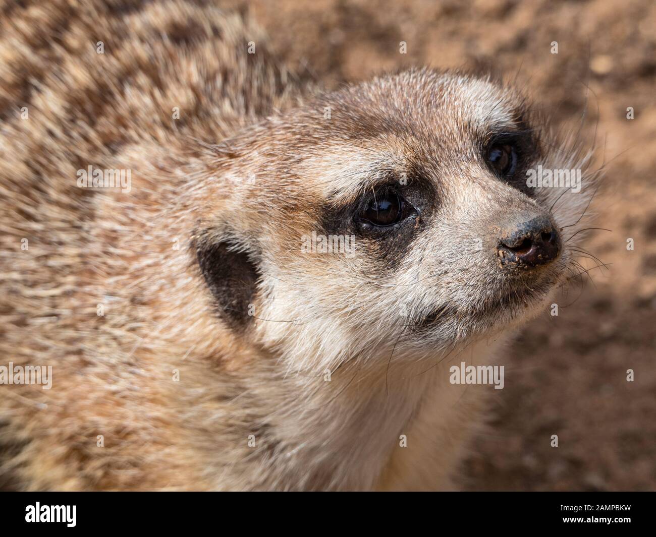 Meerkat cub hi-res stock photography and images - Alamy