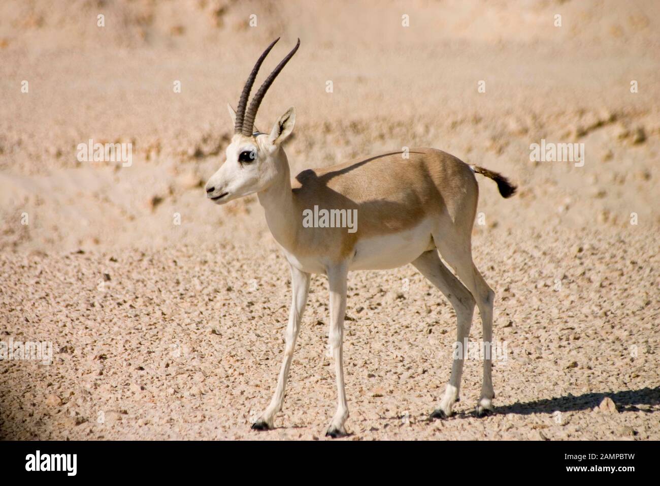 Arabian gazelle Gazella arabica Stock Photo - Alamy