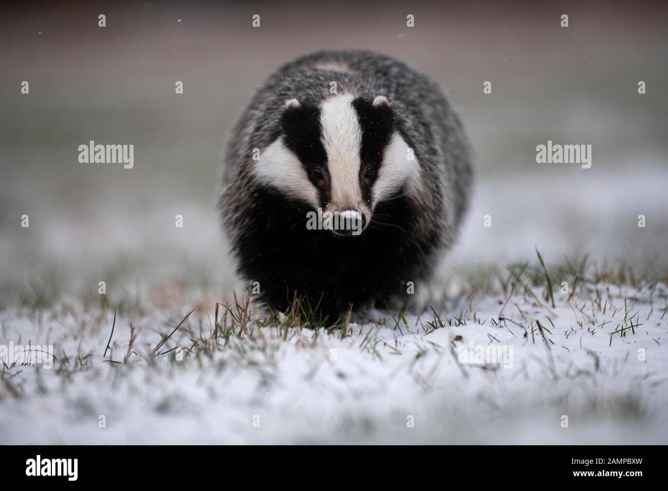 Badger running hi-res stock photography and images - Alamy