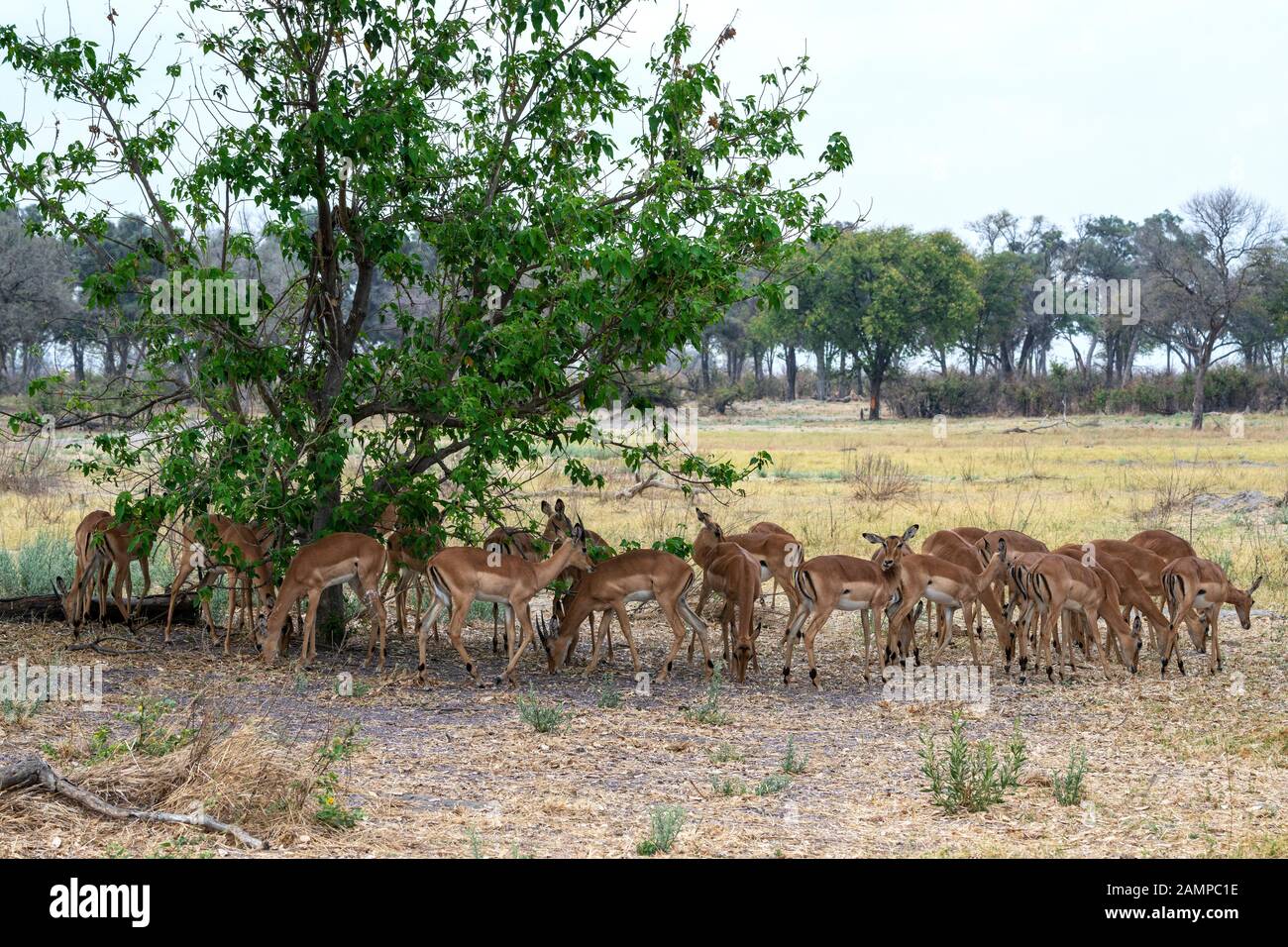 Male impala moremi game reserve hi-res stock photography and images - Alamy