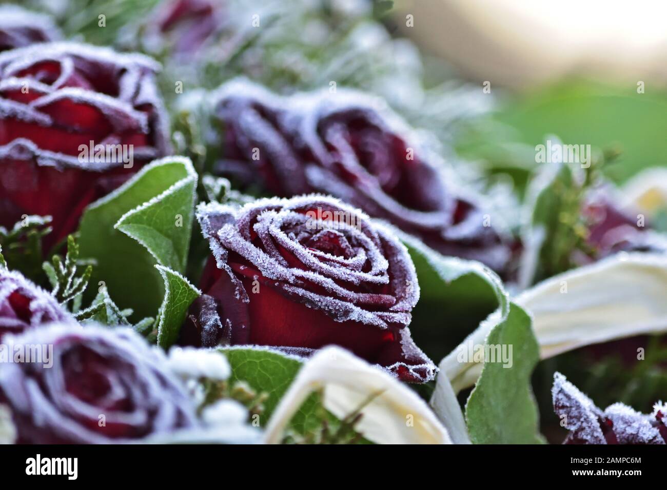 Rose with rime flowers hi-res stock photography and images - Alamy