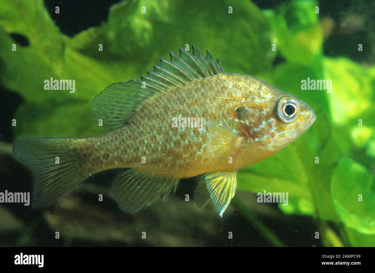 Pumpkinseed (Lepomis gibbosus), captive, France Stock Photo - Alamy