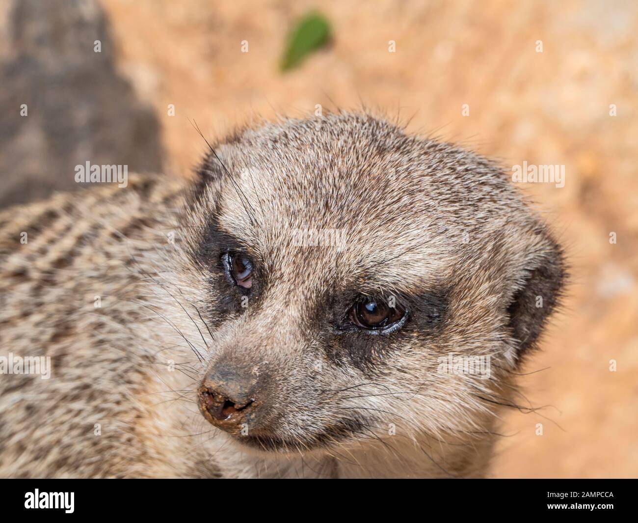 Suricata suricato hi-res stock photography and images - Alamy