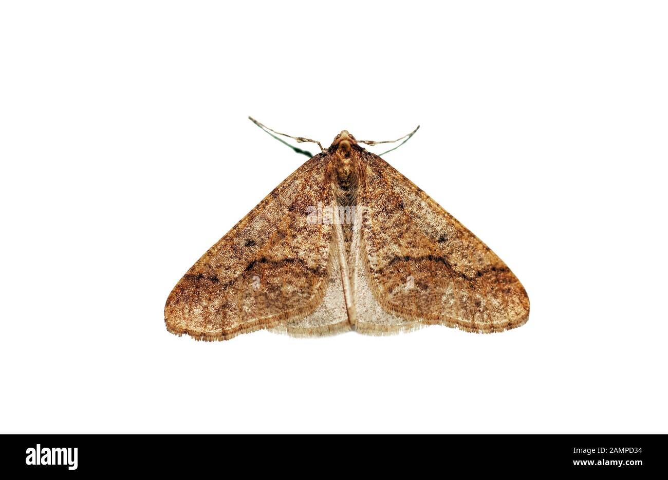 Butterfly nocturnal orange moth isolated on white background, top view ...