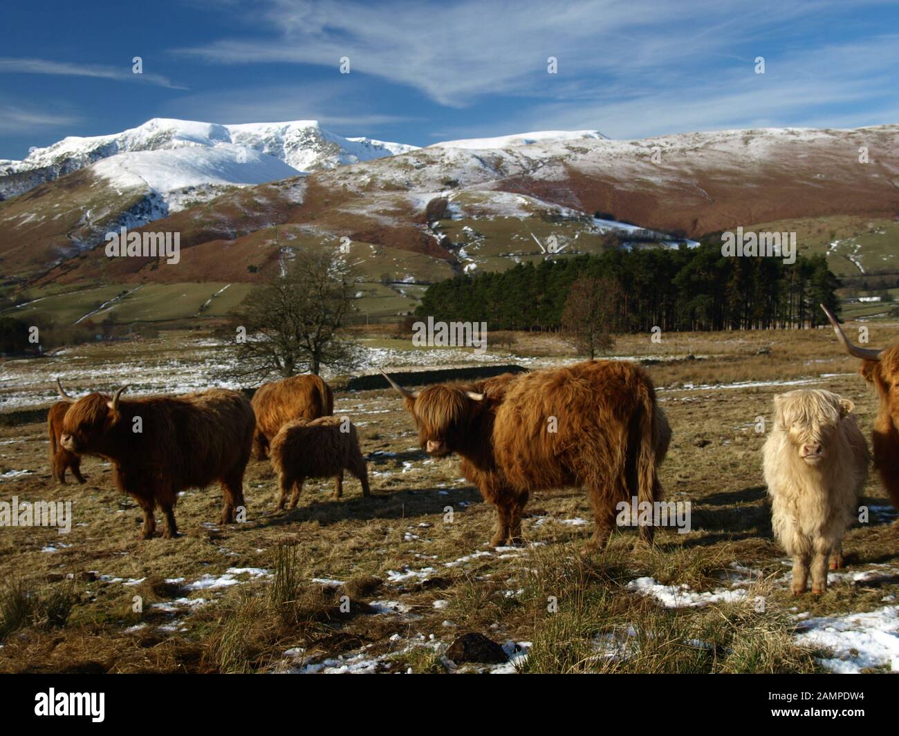 Highland cattle lake district hi-res stock photography and images - Alamy