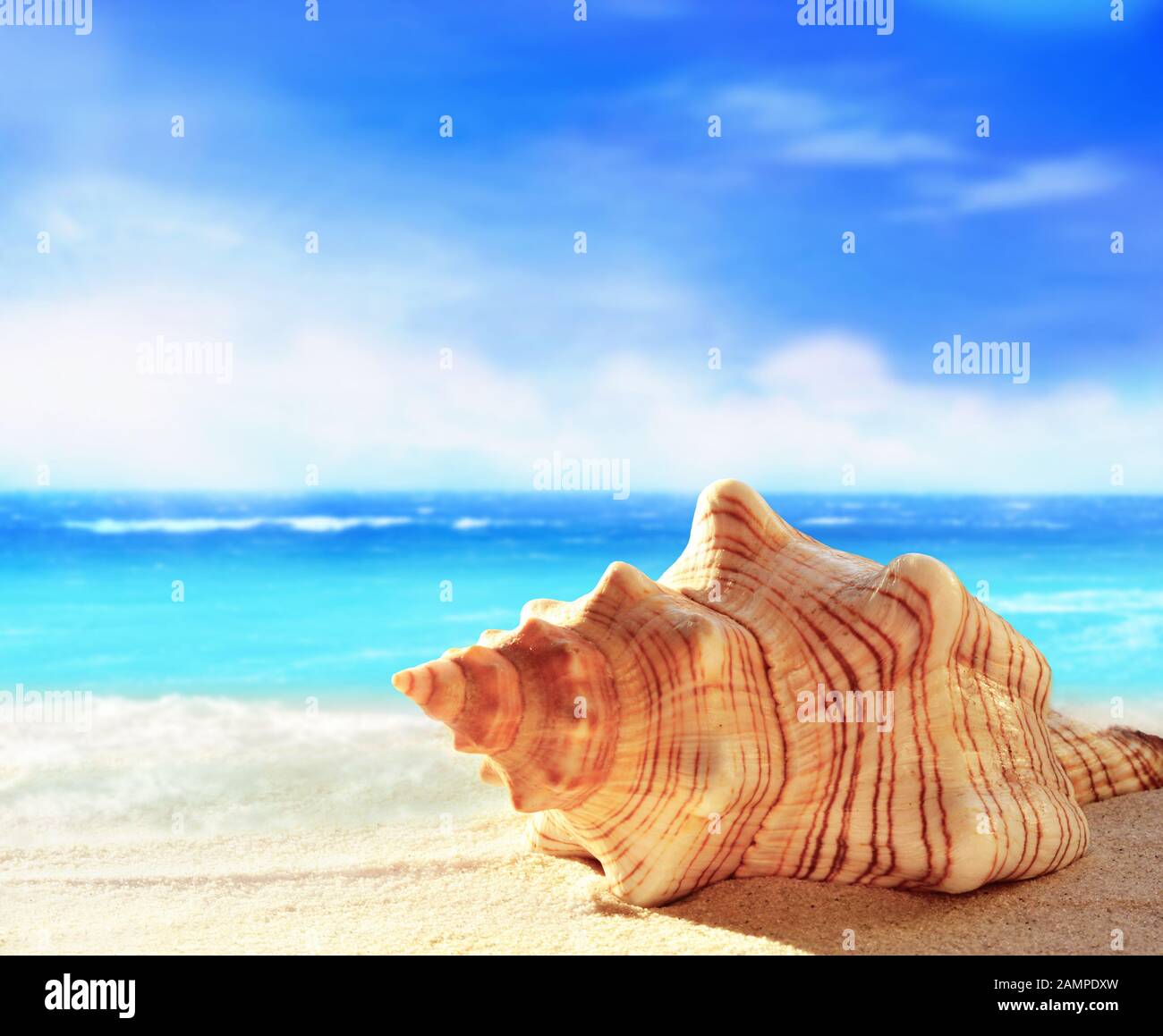 Landscape with shells on tropical beach. Summer concept Stock Photo - Alamy