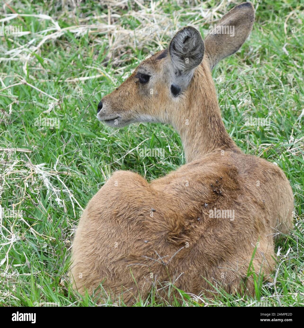 Southern reedbuck redunca arundinum hi-res stock photography and images ...