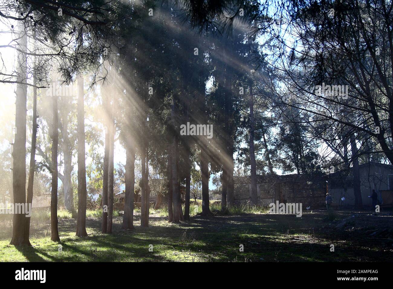Autumn morning sun light rays piercing through the trees and fog to the ...