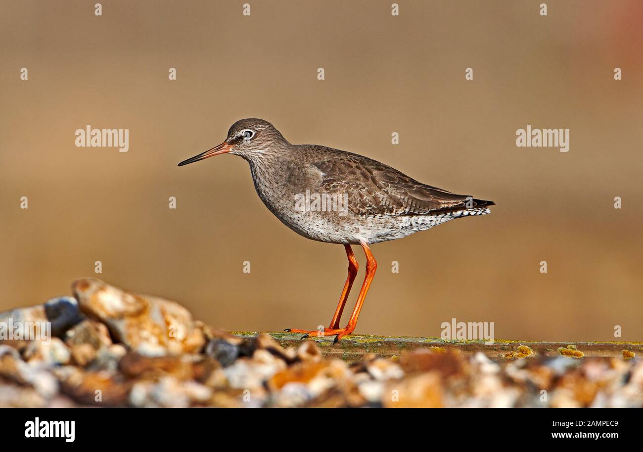 Redshanks hi-res stock photography and images - Alamy
