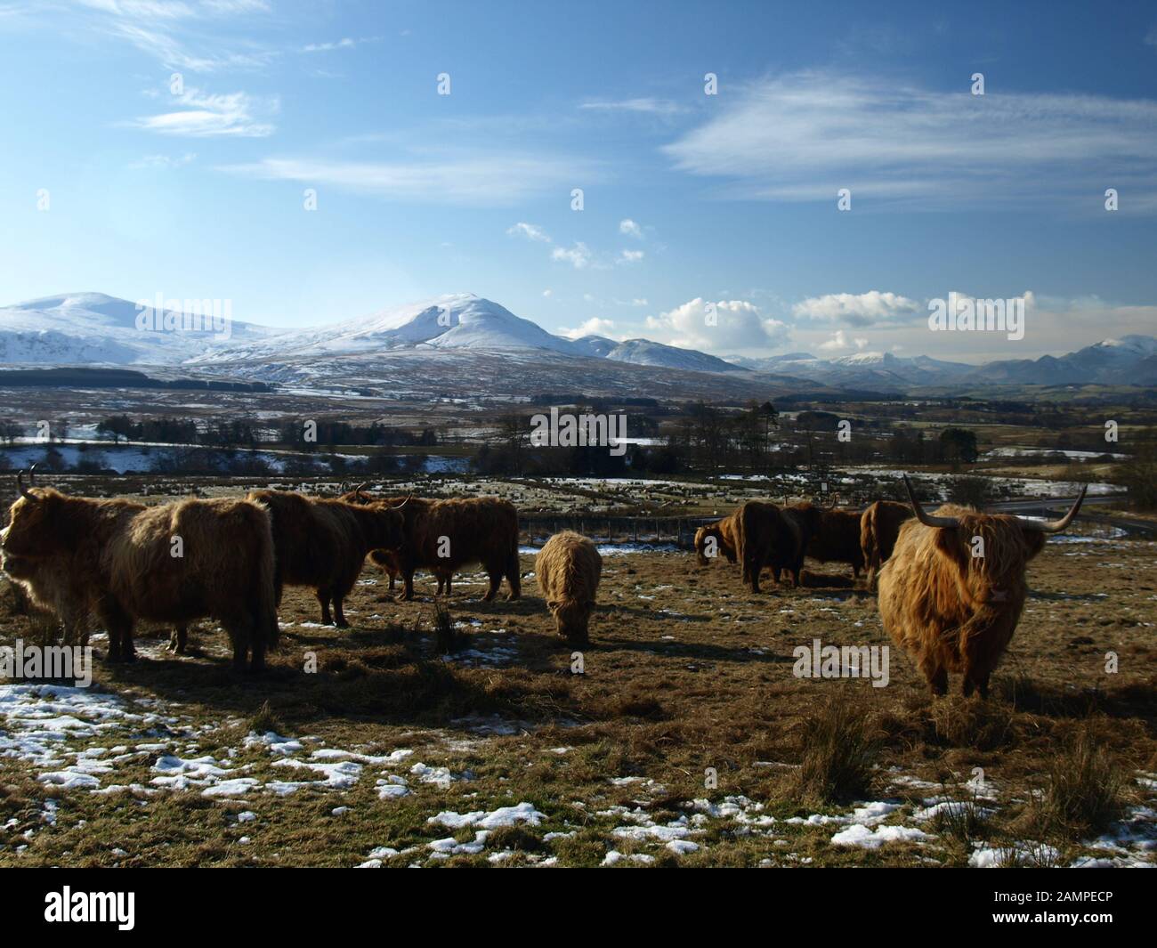 Highland cattle in the English Lake District Stock Photo - Alamy