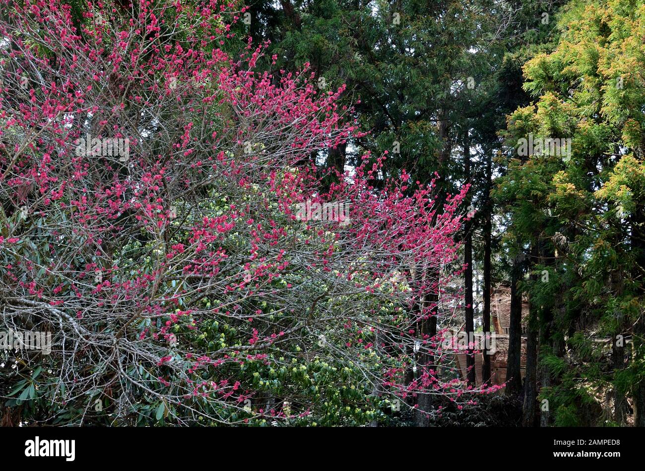 Red bushes hi-res stock photography and images - Alamy