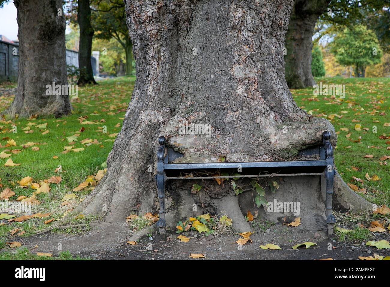 The hungry tree hi-res stock photography and images - Alamy