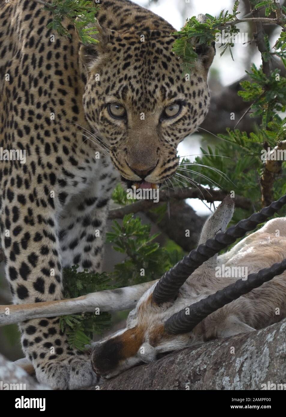 A leopard (Panthera pardus) in a tree with a Thomson's gazelle ...