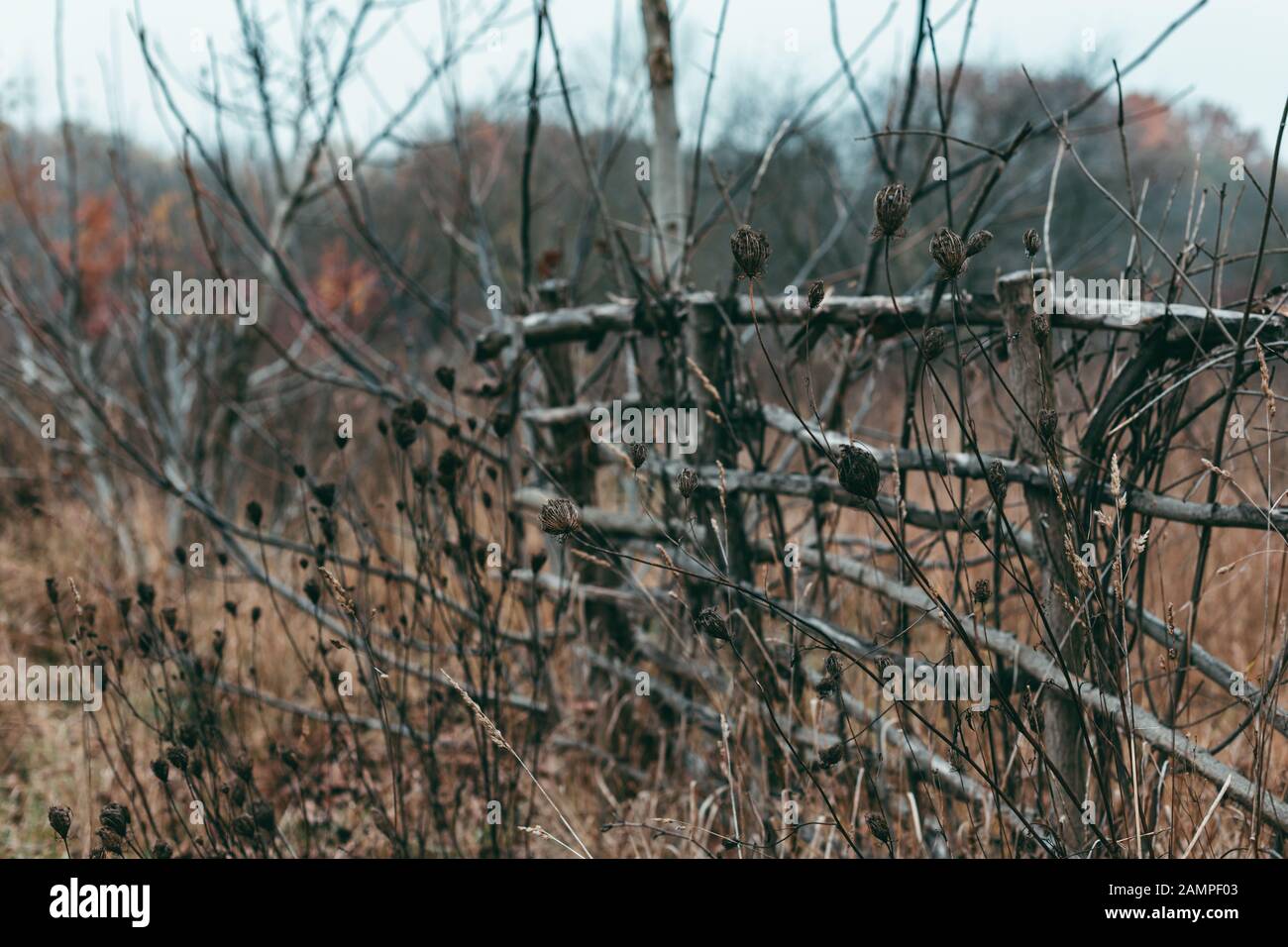 Late autumn landscape with wooden fence and dry plants Stock Photo - Alamy