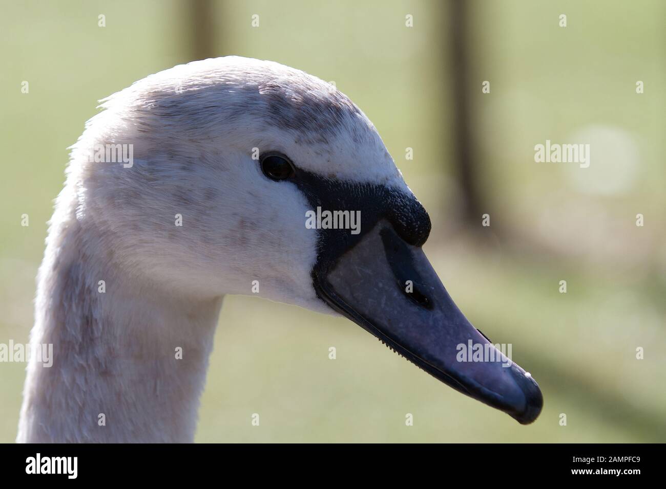 Swan head shot hi-res stock photography and images - Alamy