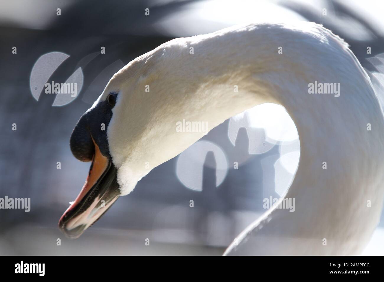 Swan head shot hi-res stock photography and images - Alamy