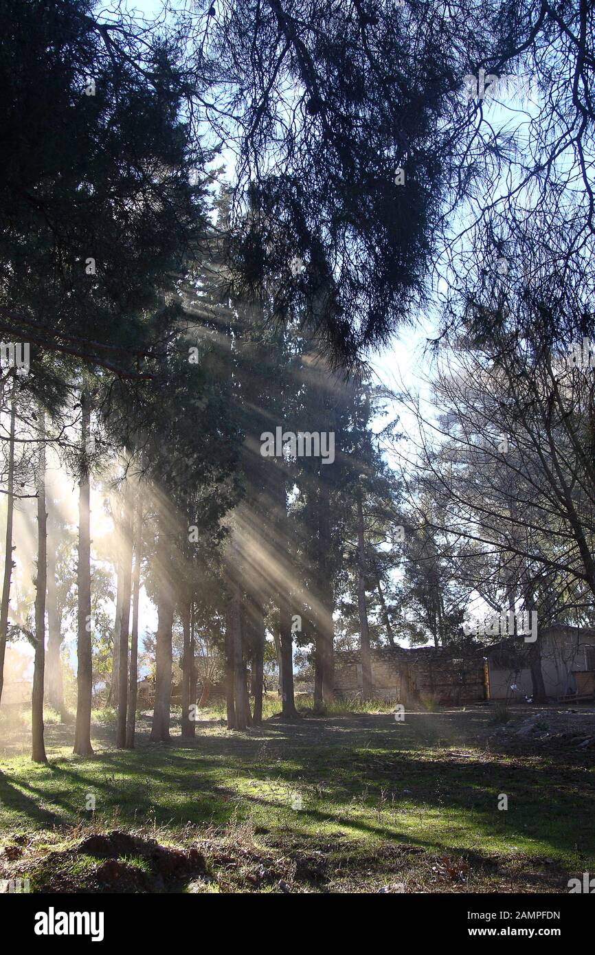 Autumn morning sun light rays piercing through the trees and fog to the ...