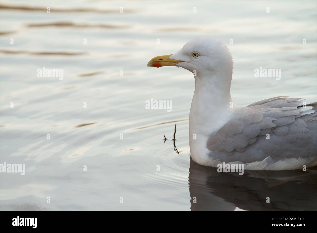 Seagull on sea water hi-res stock photography and images - Alamy