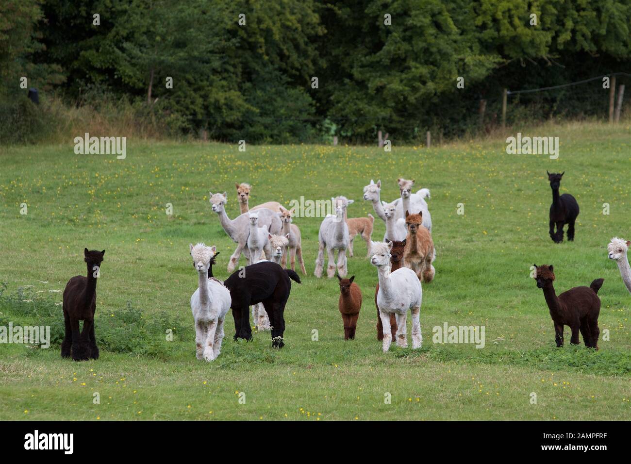 Farm animals ireland hi-res stock photography and images - Alamy