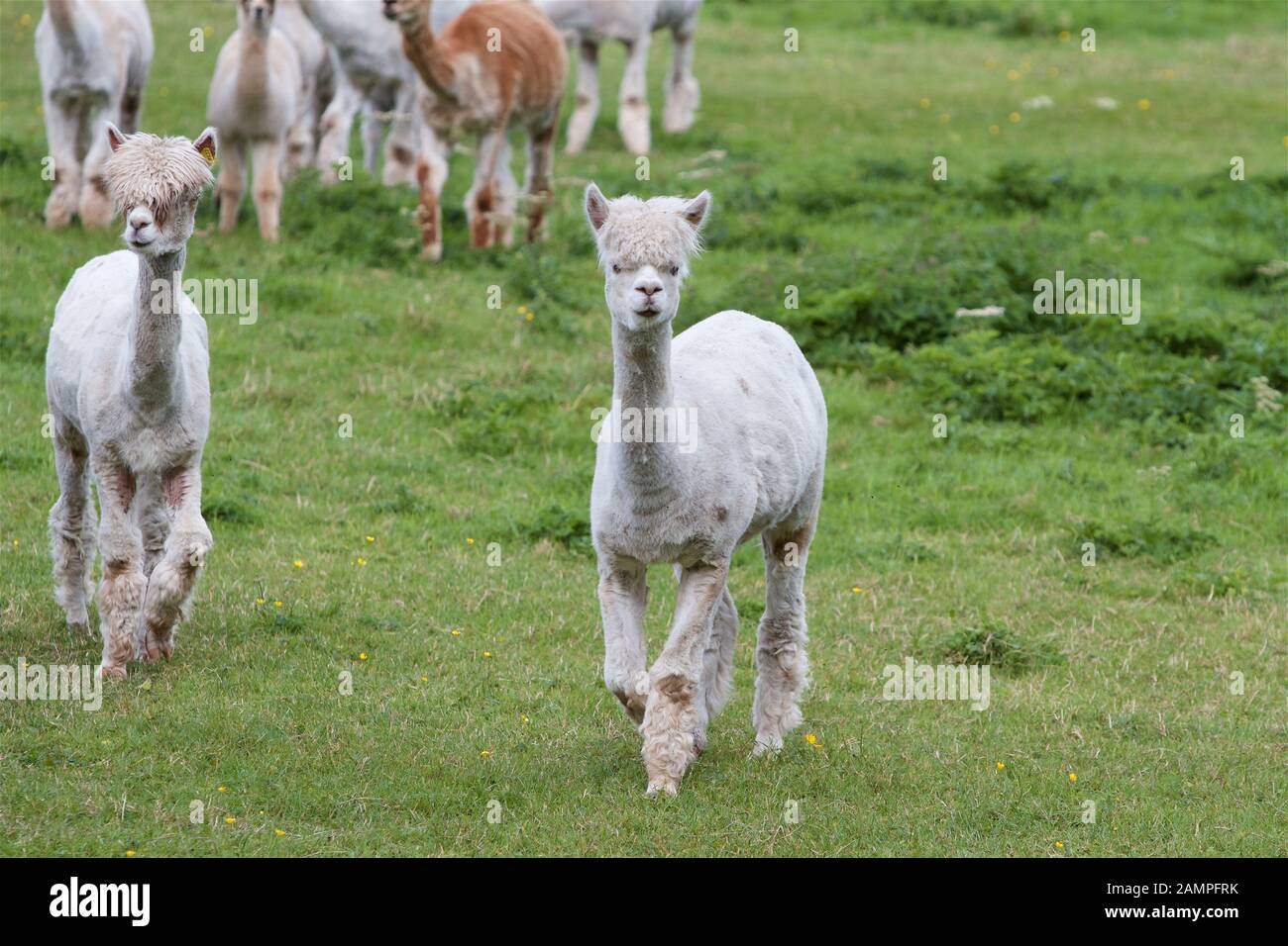 Alpacas pictured on a farm in Ireland Stock Photo - Alamy