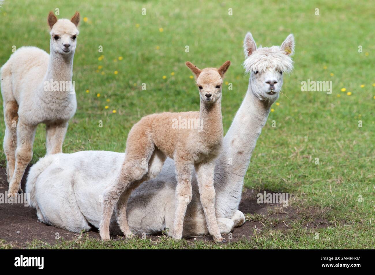 Alpacas pictured on a farm in Ireland Stock Photo - Alamy