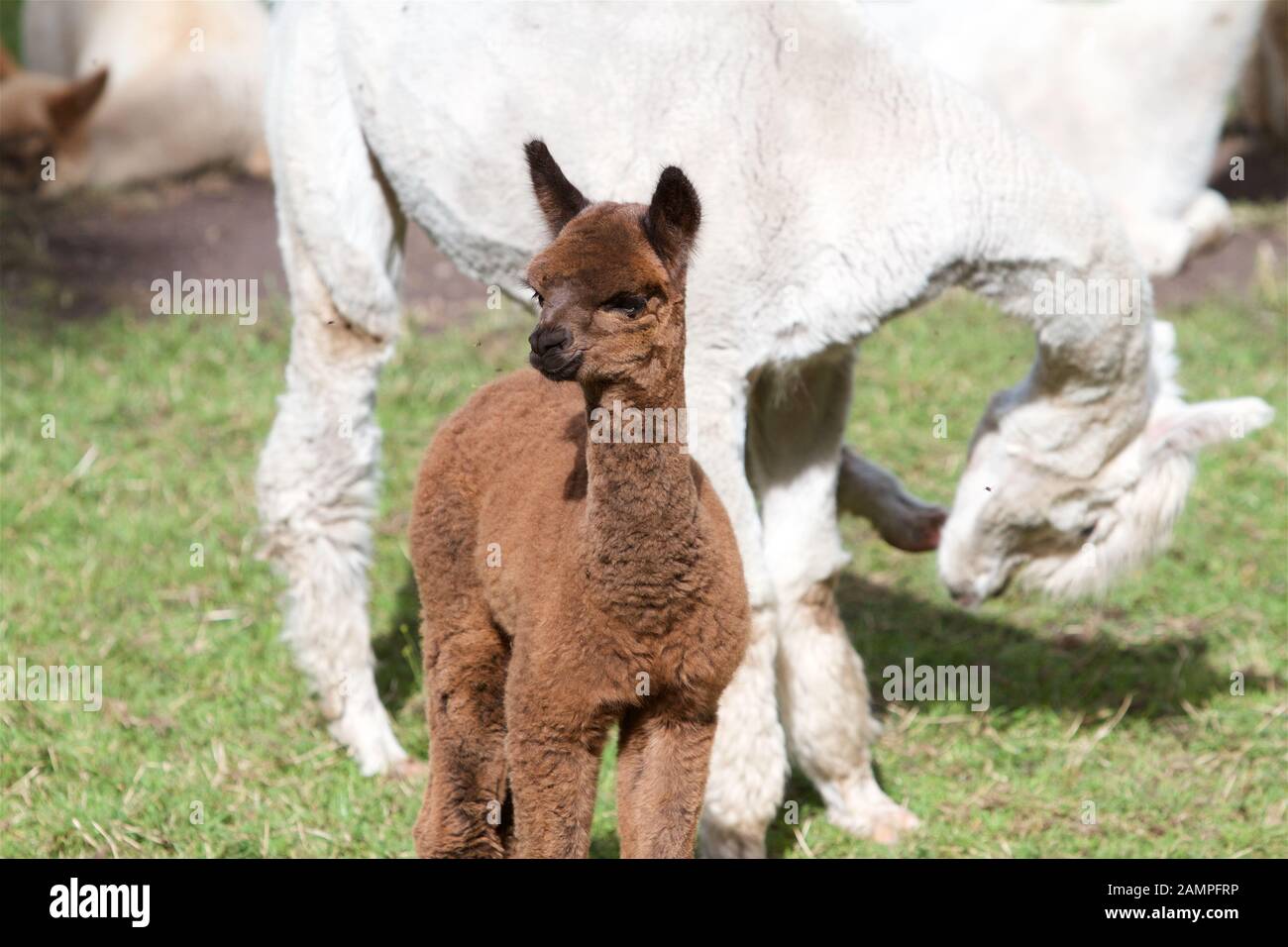 Alpacas pictured on a farm in Ireland Stock Photo - Alamy