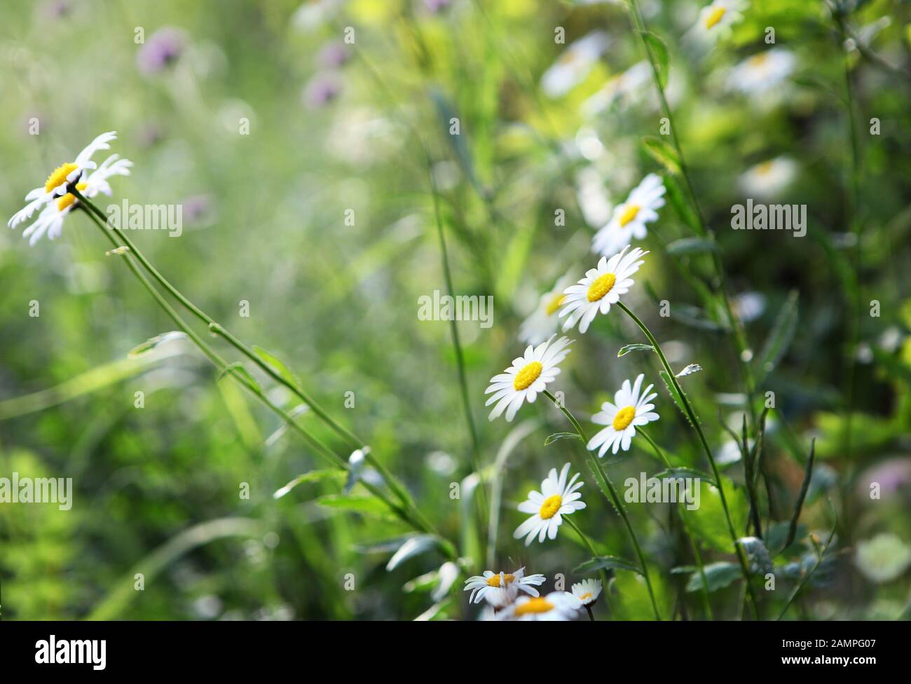 Matricaria recutita white flower yellow hi-res stock photography and ...