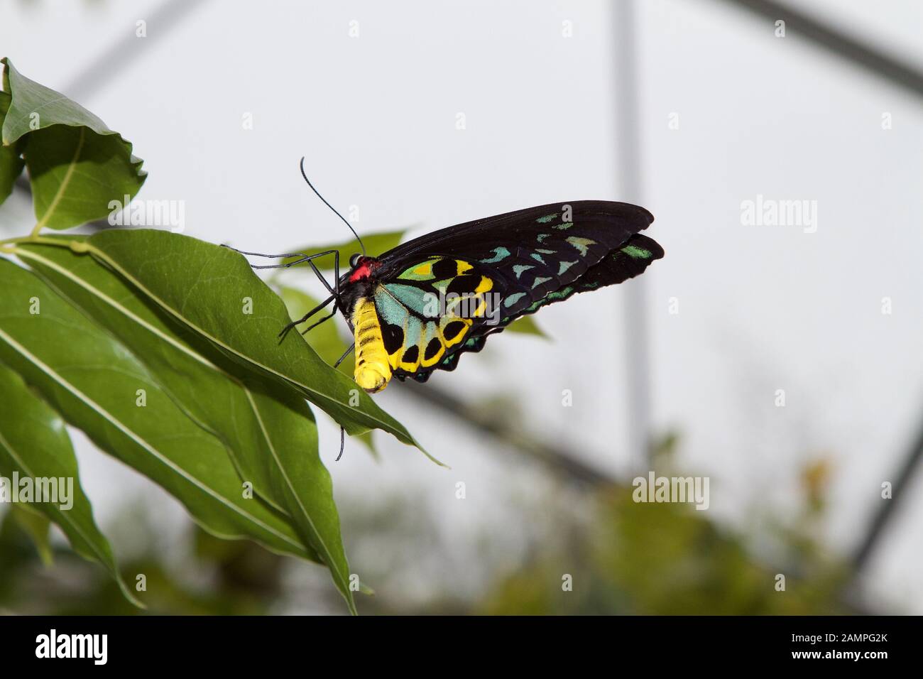 Coloured butterfly hi-res stock photography and images - Alamy