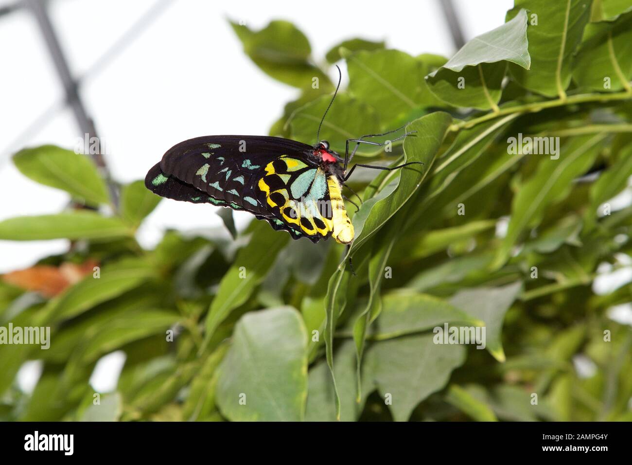 Australian butterfly hi-res stock photography and images - Alamy