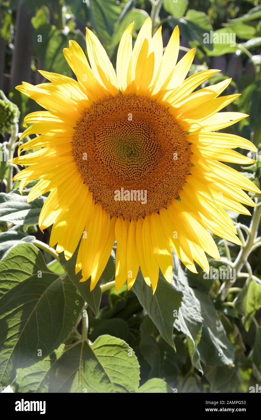 Bloom in sun hi-res stock photography and images - Alamy
