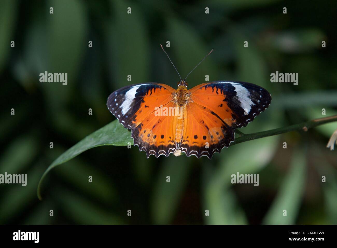 Australian butterfly hi-res stock photography and images - Alamy