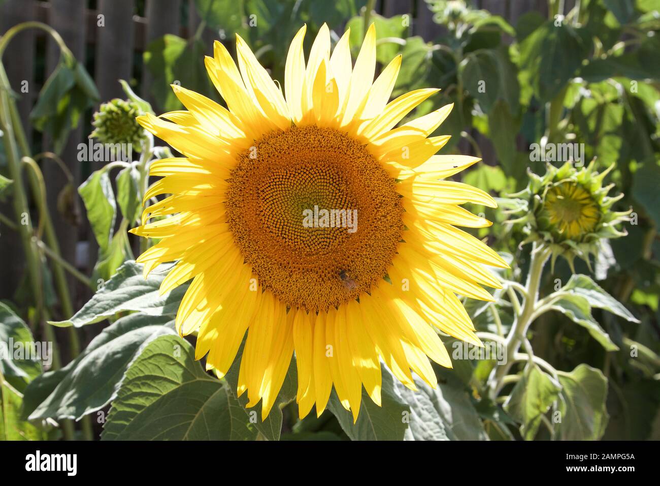 Shot in sun hi-res stock photography and images - Alamy
