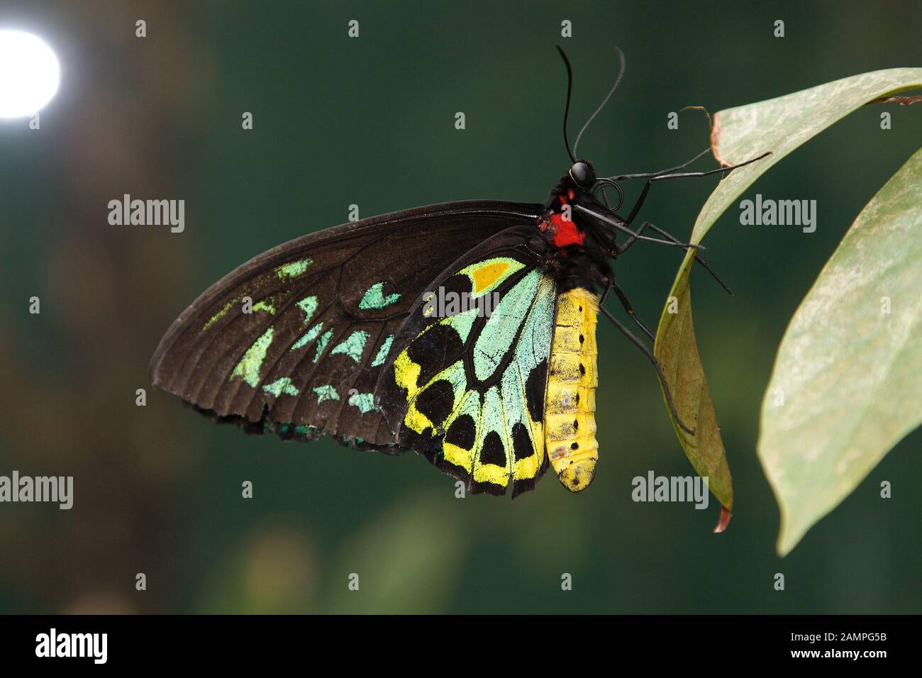 Australian butterfly hi-res stock photography and images - Alamy