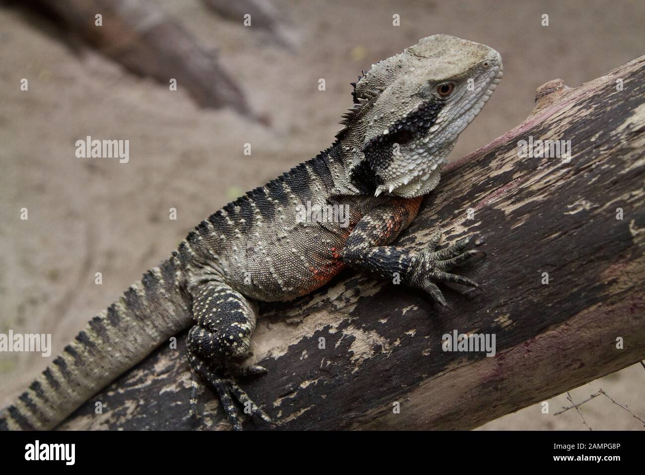 A Tuatara Lizard, native to New Zealand, basking on a tree trunk Stock ...