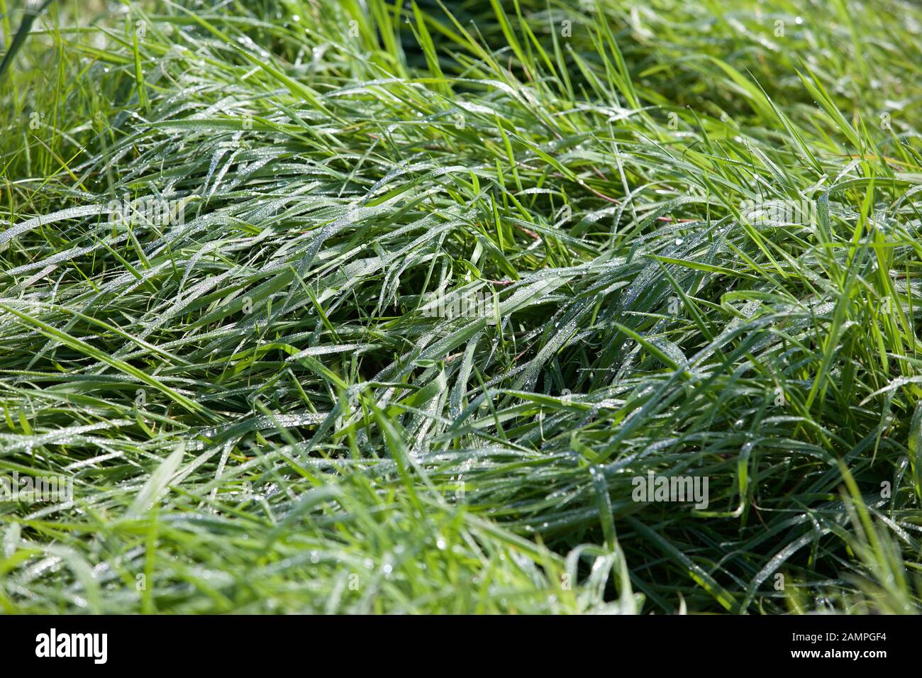 Close up on lush hi-res stock photography and images - Alamy