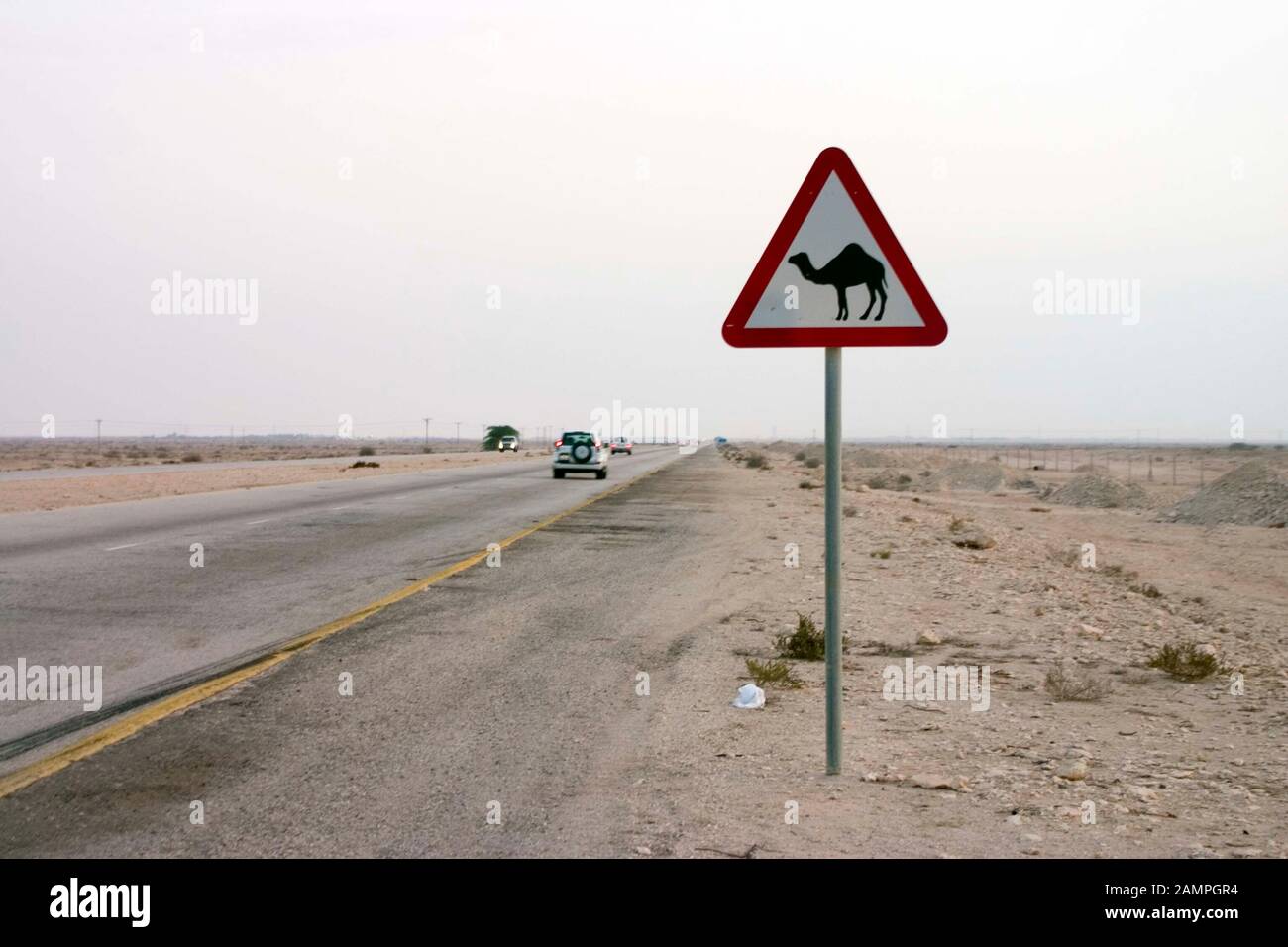 Camels in desert qatar middle hi-res stock photography and images - Alamy