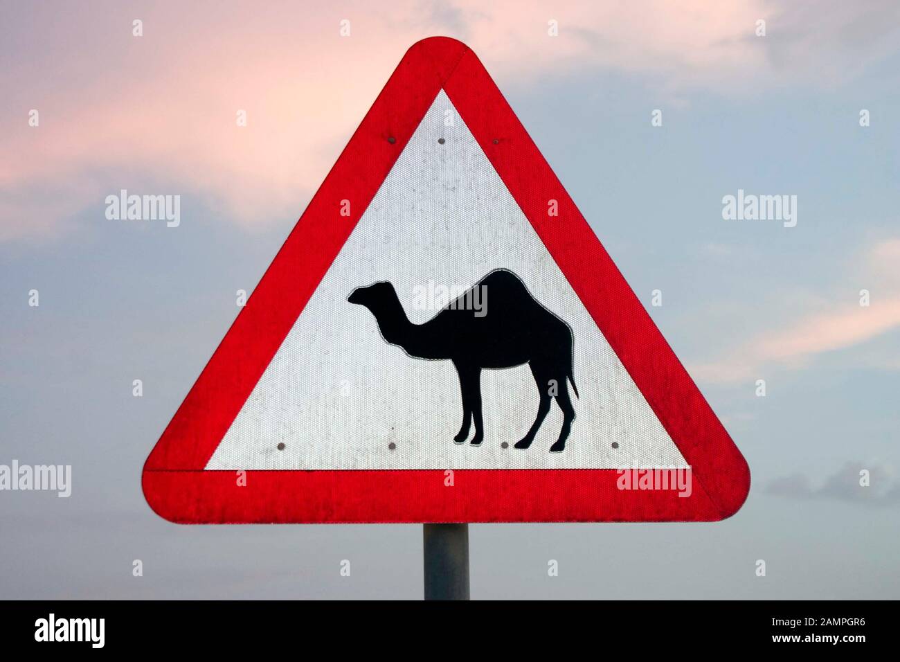 Camel warning sign Stock Photo - Alamy
