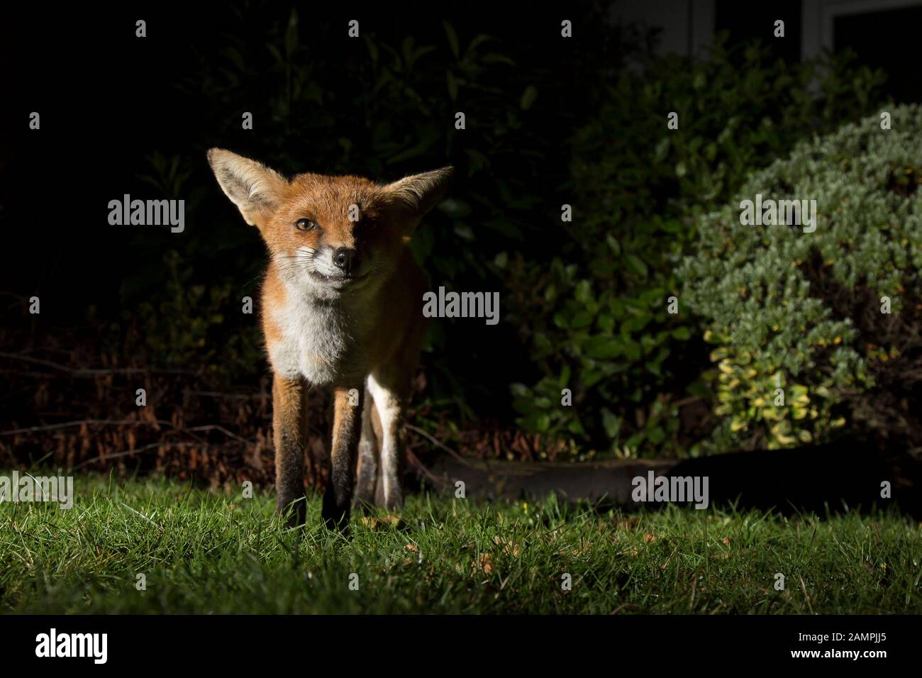 Red fox at night hi-res stock photography and images - Alamy